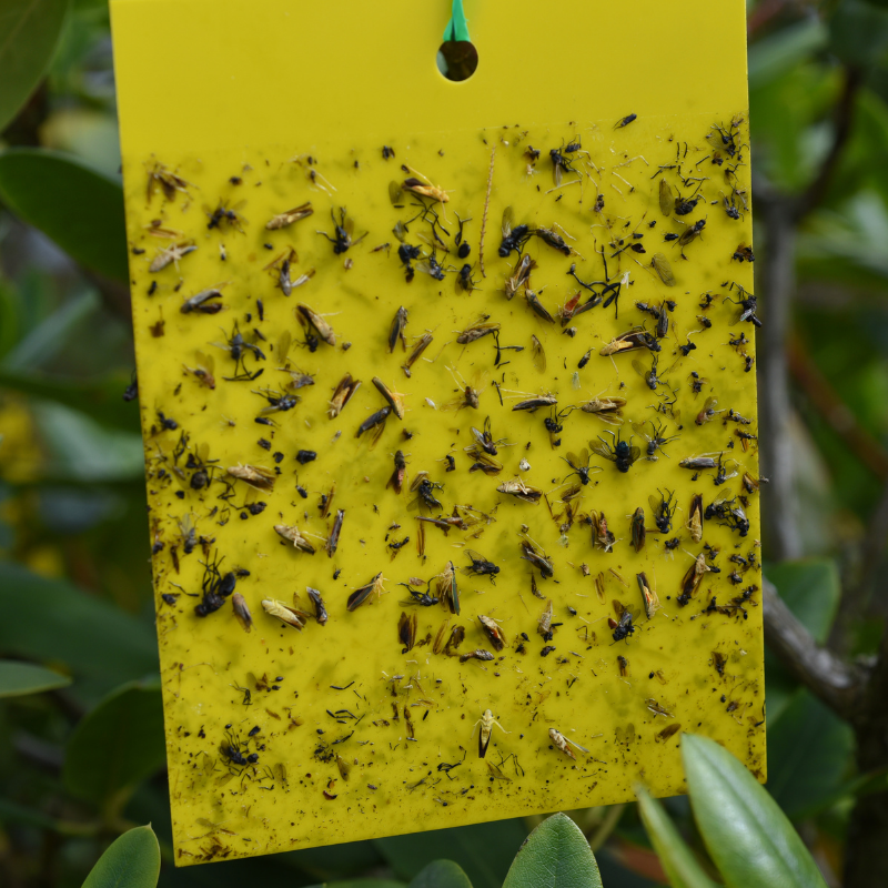 Pannello adesivo BLU, Tecnologie e Ambiente